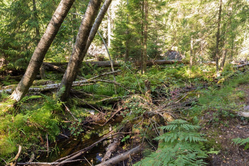Windbreak with Fallen Trees Stock Photo - Image of beautiful ...