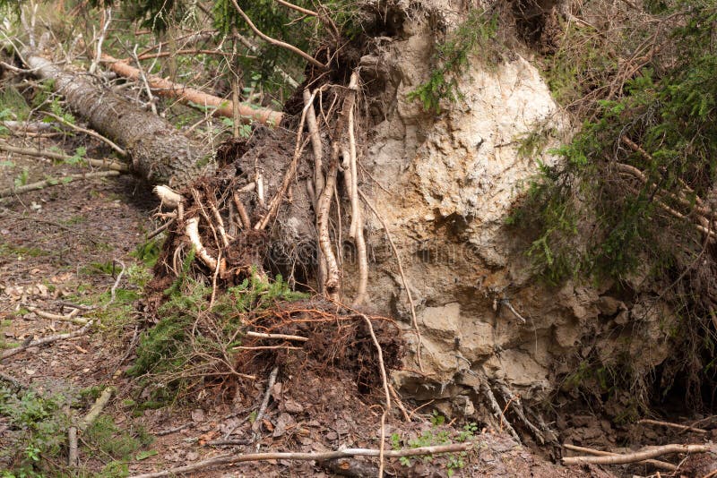 Windbreak in a Summer Forest Stock Photo - Image of season, landscape ...