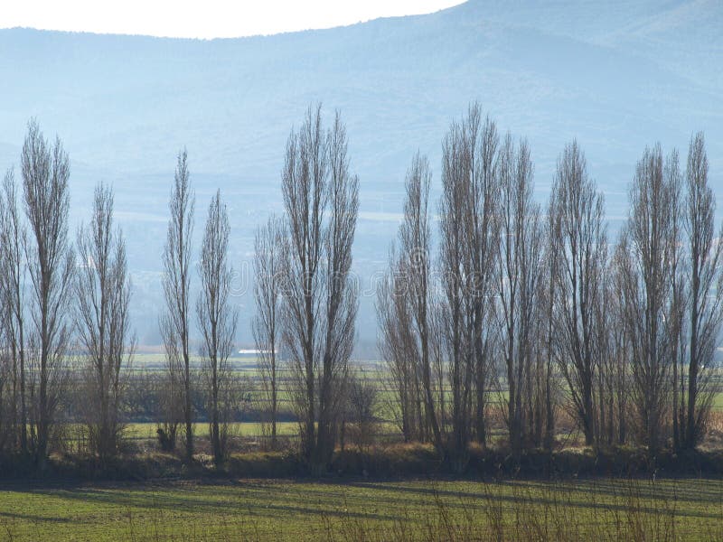Windbreakers stock image. Image of conservation, harvest - 18253911