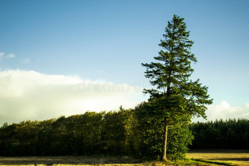 Windbreaking Trees by Agricultural Fields Stock Image - Image of ...