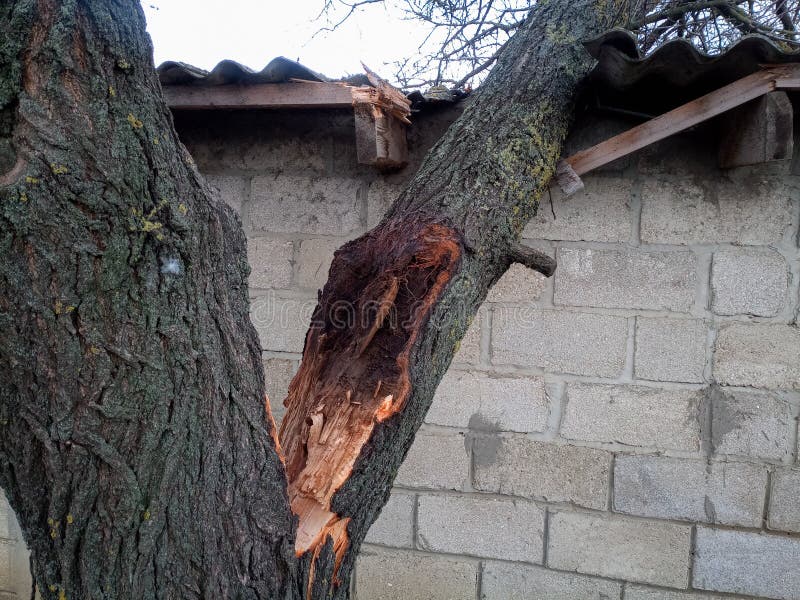 A Windbroken Apricot Tree Fell on Shed and Broke the Roof Stock Photo ...