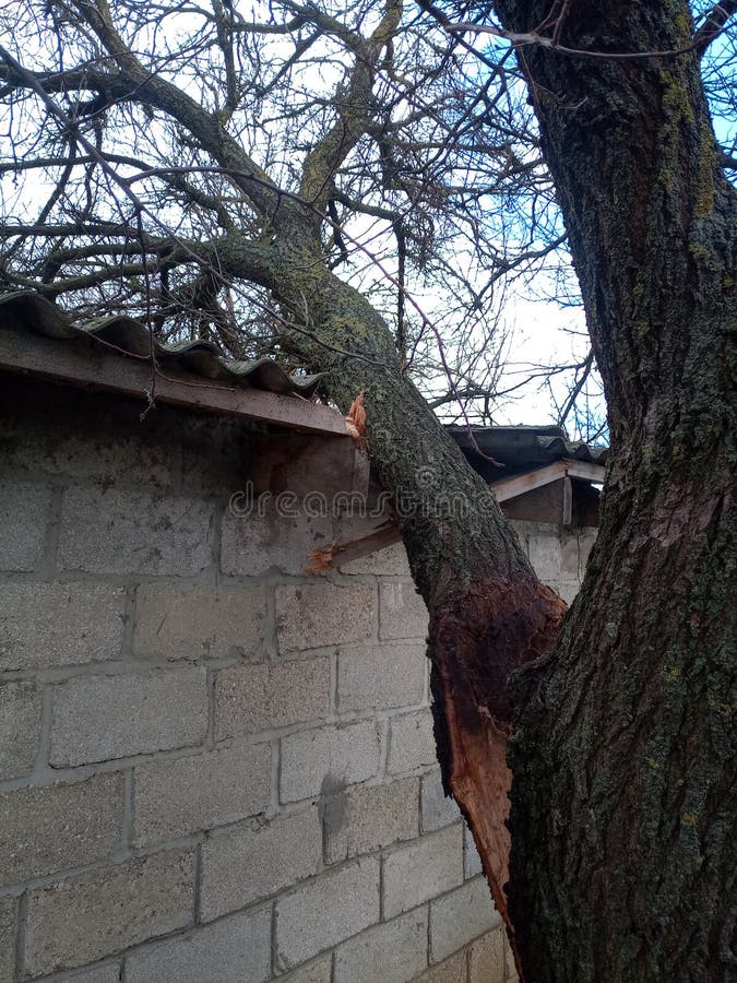 A Windbroken Apricot Tree Fell on Shed and Broke the Roof Stock Image ...