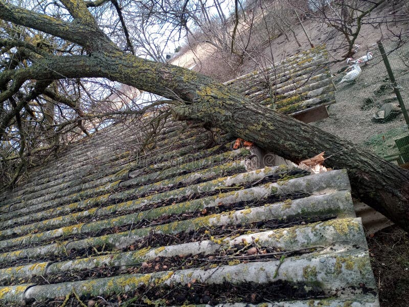 A Windbroken Apricot Tree Fell on Shed and Broke the Roof Stock Photo ...