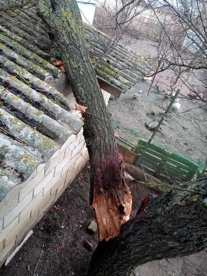 A Windbroken Apricot Tree Fell on Shed and Broke the Roof Stock Image ...
