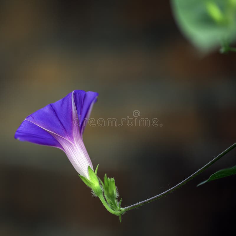 Winde stockbild. Bild von blumen, blüte, farbe, botanik - 19950217