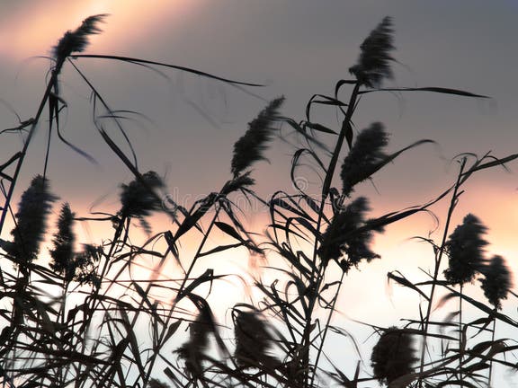 Winderig weer stock afbeelding. Image of motie, schoonheid - 3094145