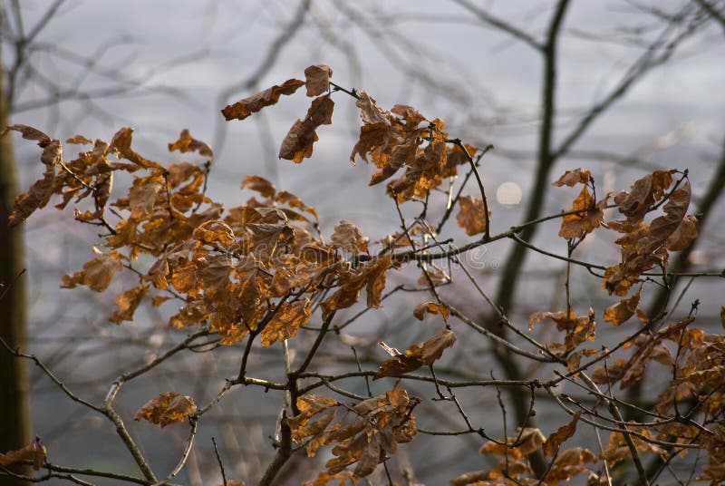 Winderige dag stock afbeelding. Image of bruin, winderig - 38015677