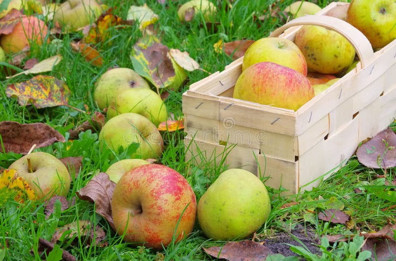 Windfall stock photo. Image of ripe, nature, basket, apples - 27668930