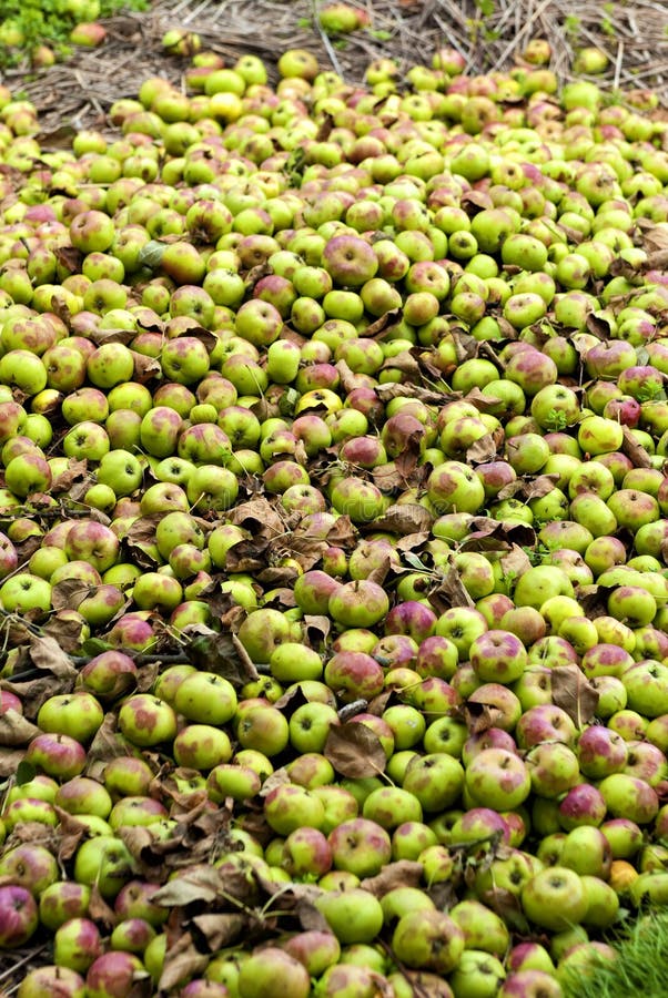 Windfall apples stock image. Image of ripe, apple, covered - 29303527