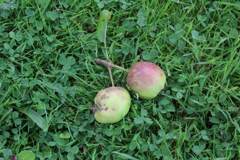 Windfall apples. stock image. Image of orchard, detail - 76428281