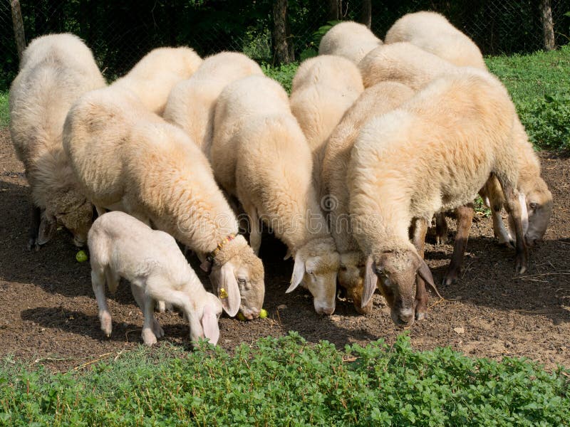 Windfall Apples for Lunch - Farm Sheep, with Lamb. Stock Image - Image ...