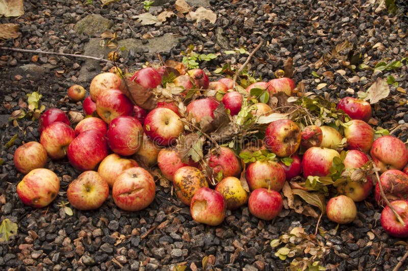 Windfall apples stock image. Image of lying, pile, damage - 34016873