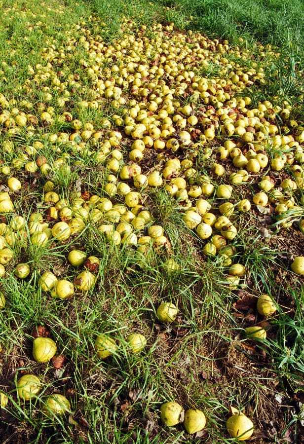 Windfall of apples stock photo. Image of cider, windfall - 89965952