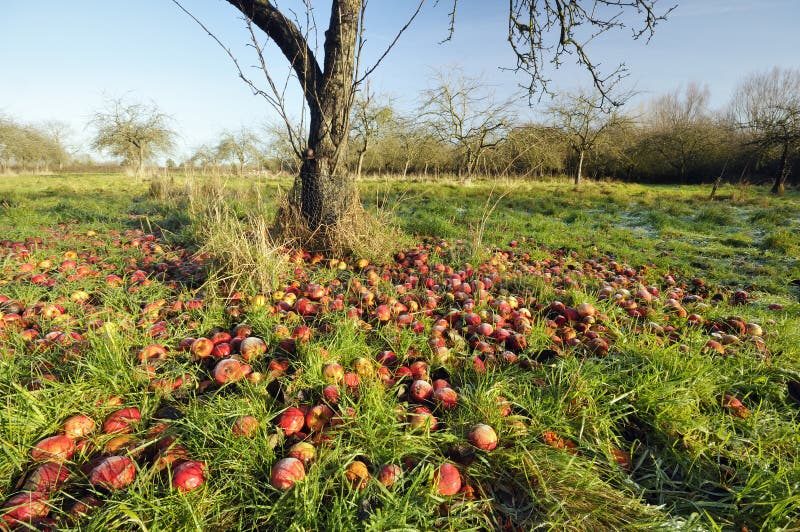 Windfall Apples stock photo. Image of green, frost, england - 36335262