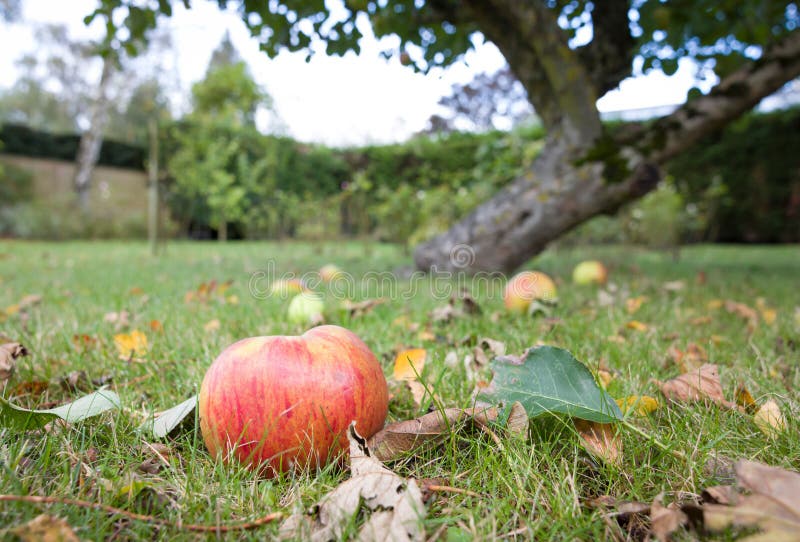 Windfall Apples in a UK Garden Stock Photo - Image of cooking, gardens ...