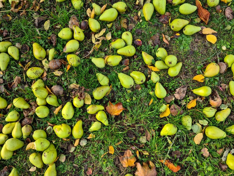 Windfall in Autumn, Pear stock image. Image of healthy - 238744863
