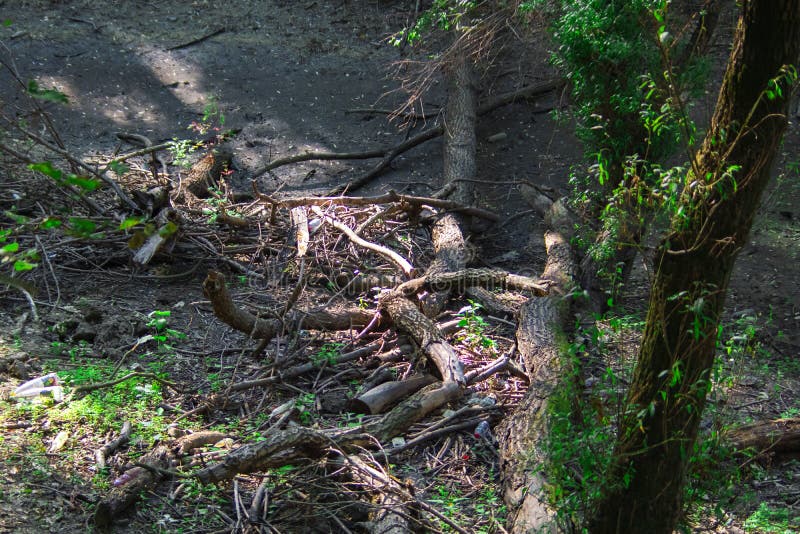 Windfall Forest, Deadfall Wood Stock Image - Image of natural ...