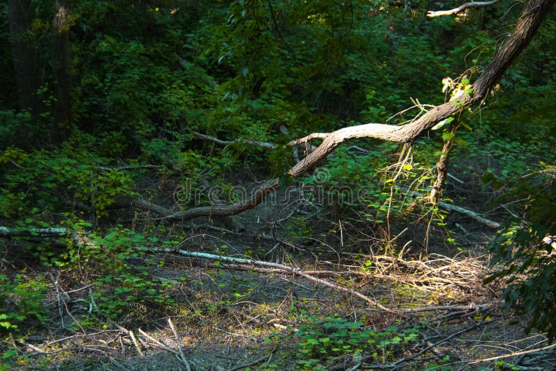 Windfall Forest, Deadfall Wood Stock Photo - Image of broken, natural ...