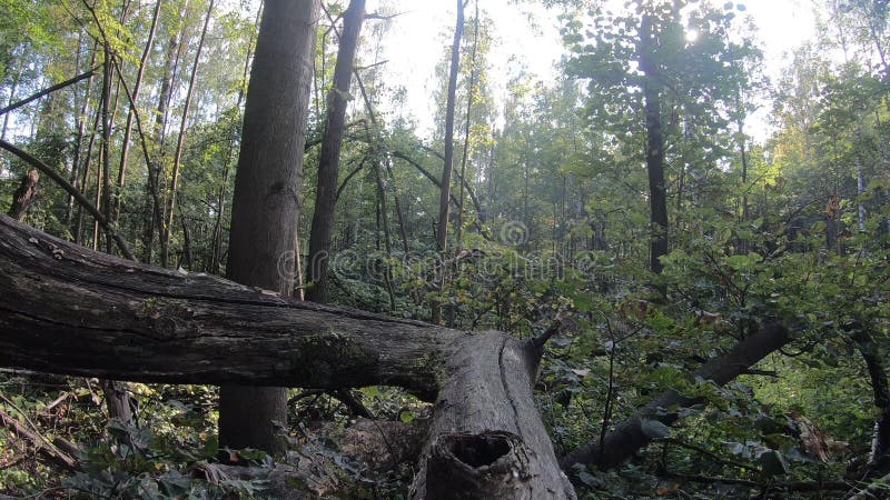 Windfall in the Forest, Fallen Trees Hurricane Stock Footage - Video of ...