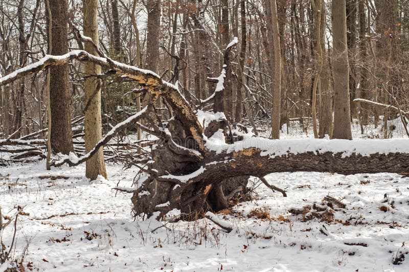 Windfall In Forest. Storm Damage. Fallen Tree Stock Photo - Image of ...