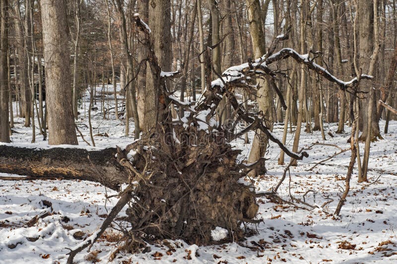 Windfall in forest stock image. Image of storm, nature - 84518031