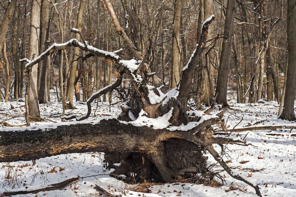Windfall in forest stock image. Image of season, forest - 84522001