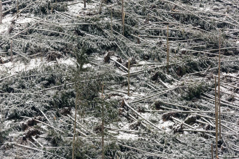 Windfall in Forest, Storm Damage. Stock Image - Image of dead, damage ...