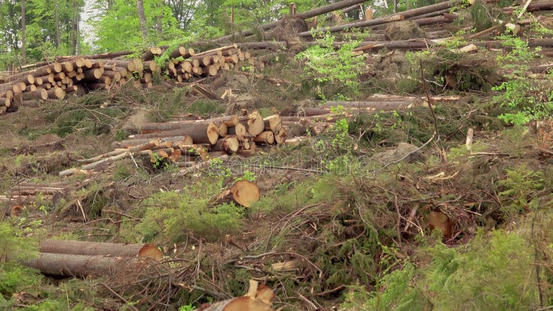 Windfall in Forest. Storm Damage Stock Footage - Video of disasters ...