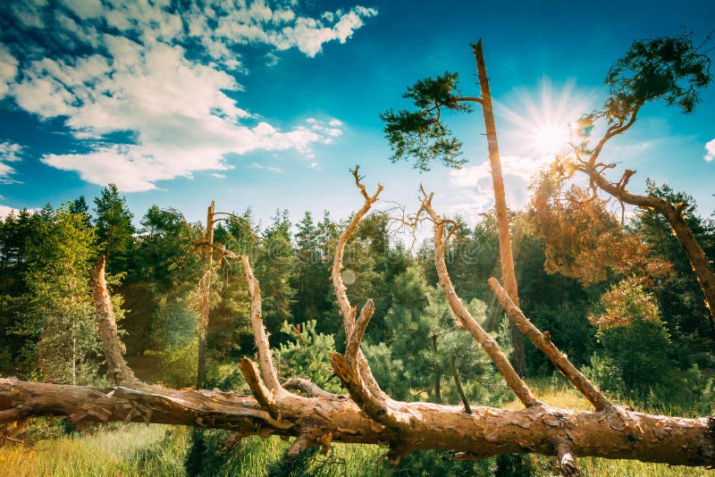 Windfall in Forest. Storm Damage. Fallen Trees in Coniferous Forest ...