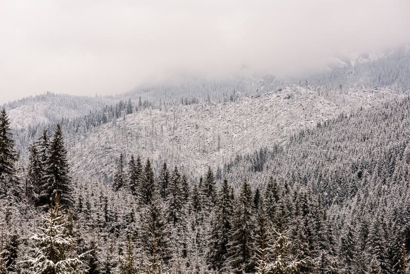 Windfall in Forest, Storm Damage. Stock Photo - Image of damages ...