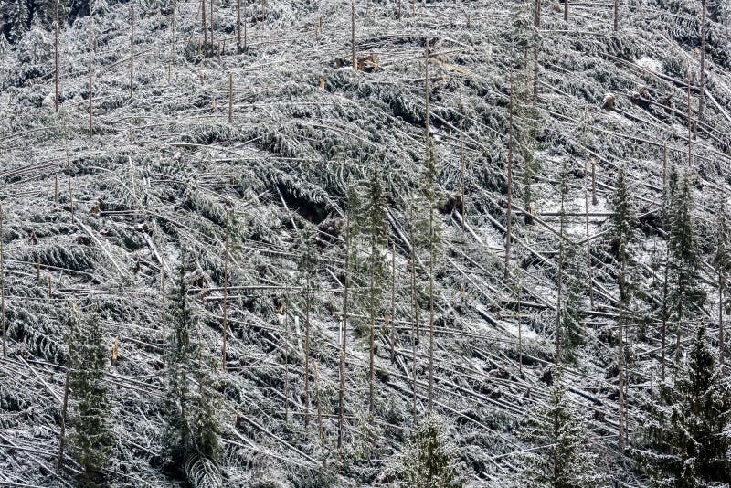 Windfall in Forest, Storm Damage. Stock Photo - Image of environment ...