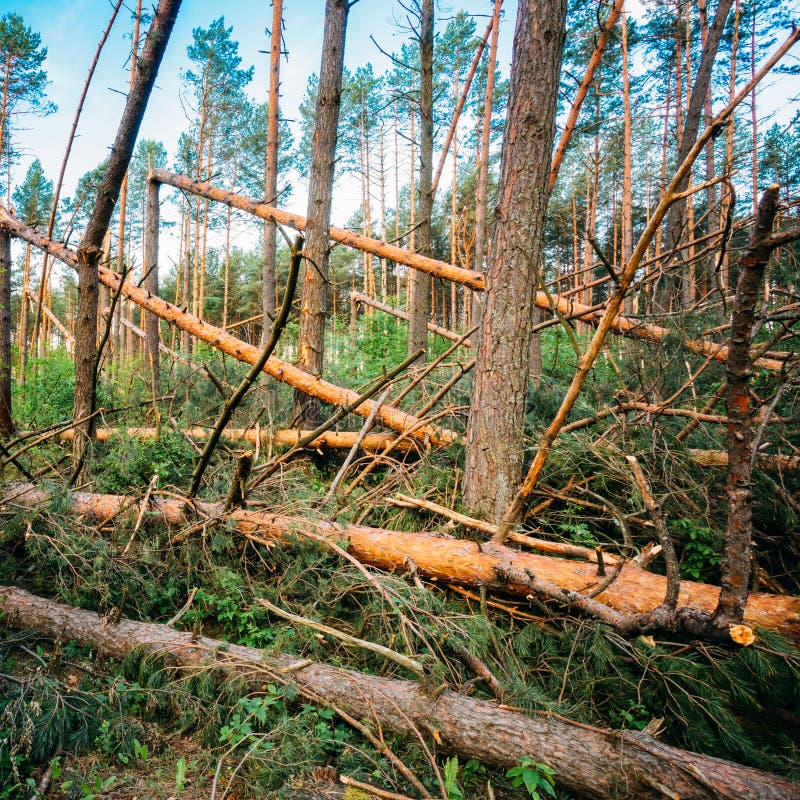 Windfall in Forest. Storm Damage Stock Photo - Image of green ...