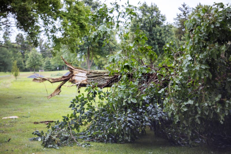 Storm Damage. Trees In The Forest After A Storm. Stock Photo - Image of ...