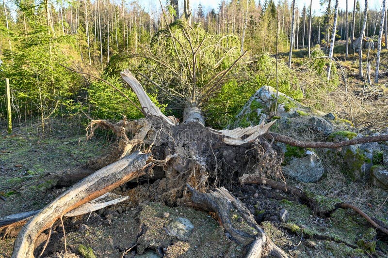 Windfall in a Forest in Varmland Sweden Stock Image - Image of wood ...