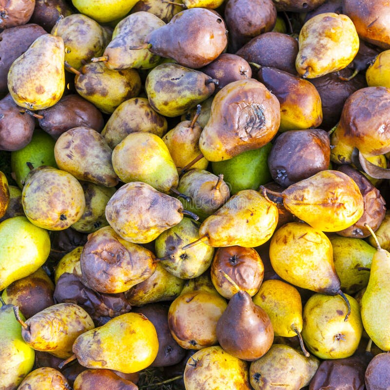Windfall Fruits on the Meadow Stock Photo - Image of earth, farming ...