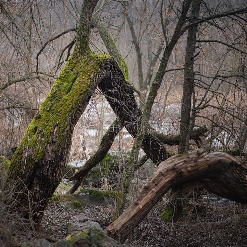 A Windfall Has Knocked Down Trees. the Tree is Covered with Moss Stock ...
