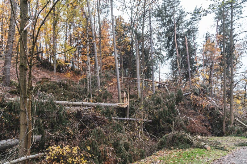 Windfall or Storm Damage after a Tornado in the Forest Stock Photo ...