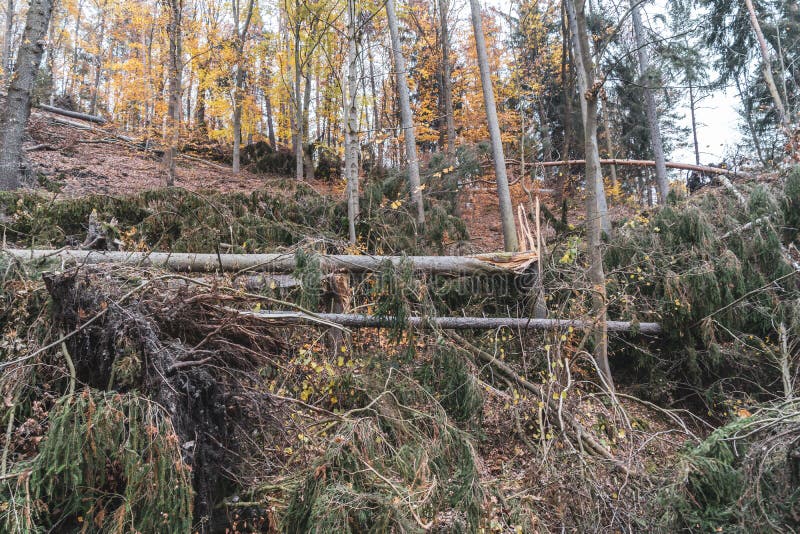 Windfall or Storm Damage after a Tornado in the Forest Stock Image ...