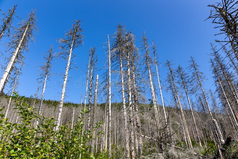 Withered Spruce Forest after the European Spruce Bark Beetle Attack ...