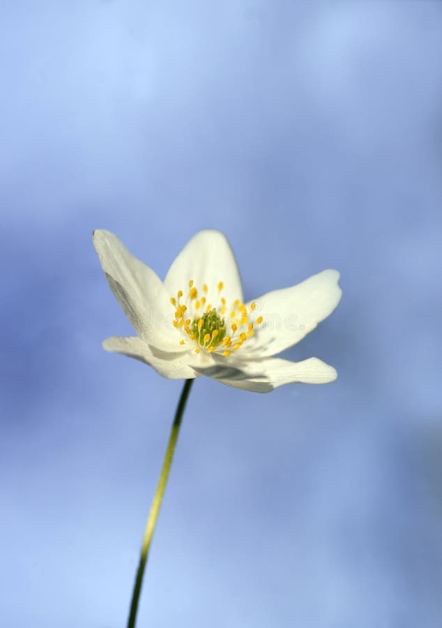 Windflower stock photo. Image of green, spring, anemone - 19614026