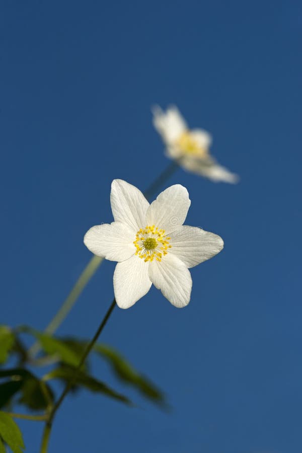 Windflower stock image. Image of spring, white, walk - 19614257