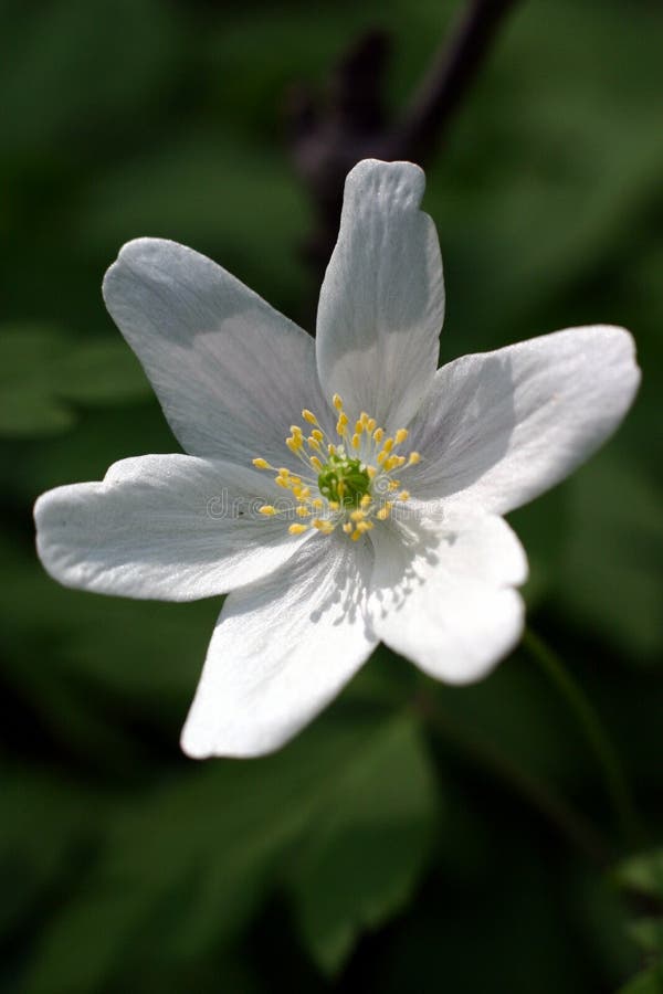 Windflower stock photo. Image of april, season, windflower - 753486