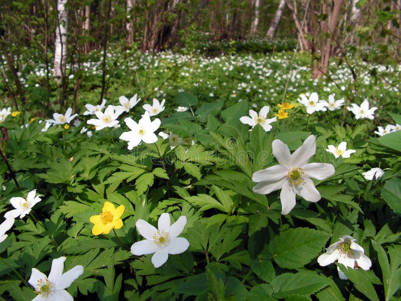 Windflower stock image. Image of common, nemorosa, smell - 775245