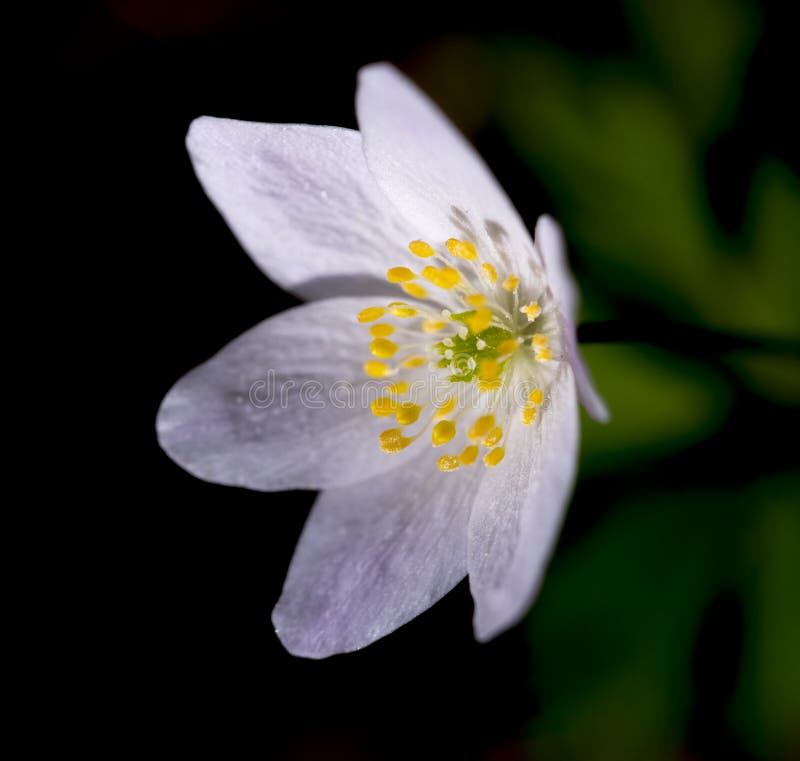 Windflower stock photo. Image of blooming, meadow, closeup - 39829056