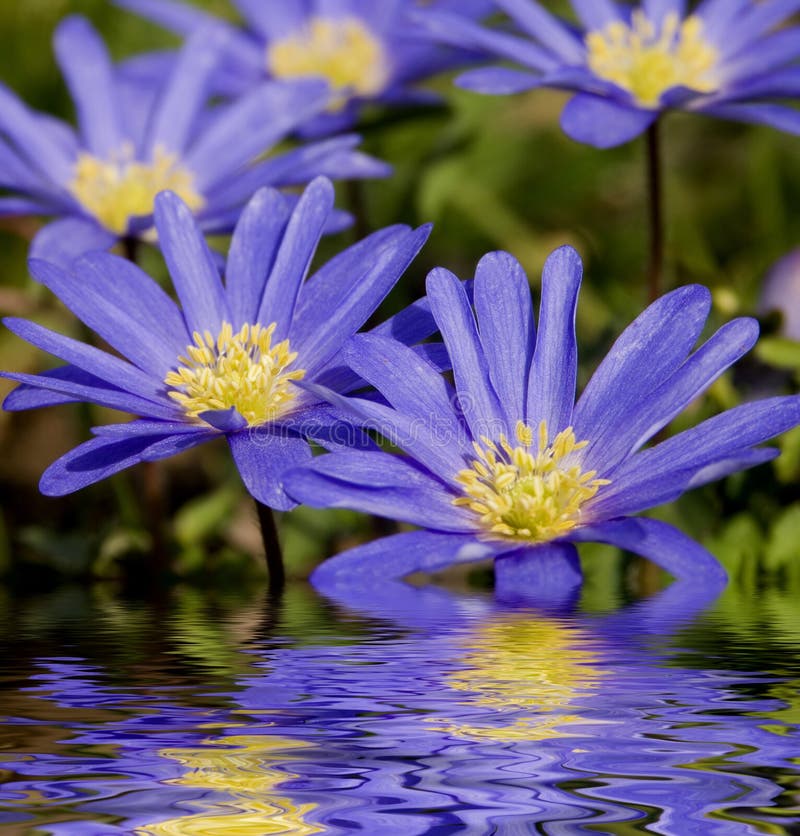 Windflower Reflected In Water Stock Photo - Image of reflection ...