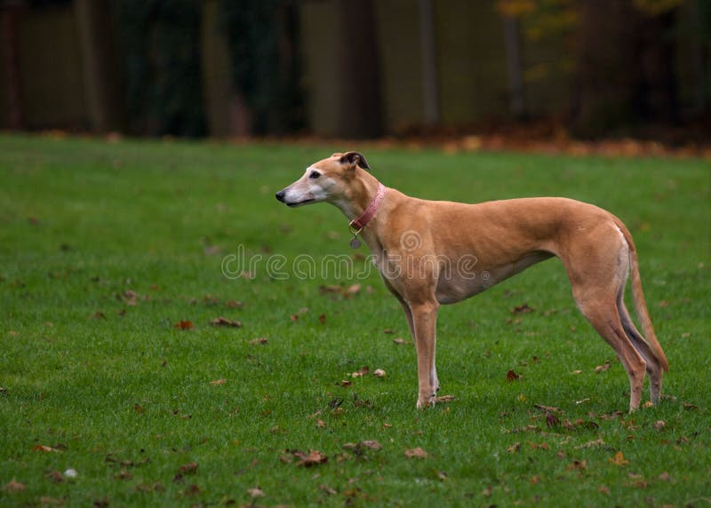 Windhond stock foto. Image of hond, huisdier, gras, slank - 11600660