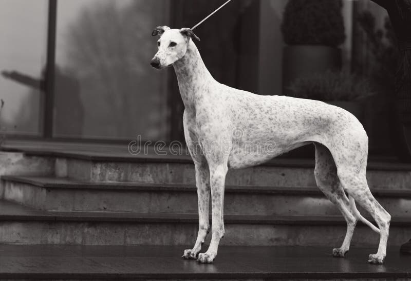 Windhond stock afbeelding. Image of winnaar, nadruk, sluit - 2347063