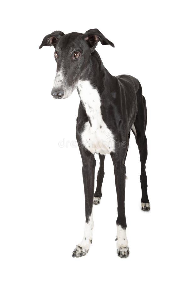 Windhond stock afbeelding. Image of spaans, uitziend - 33038775