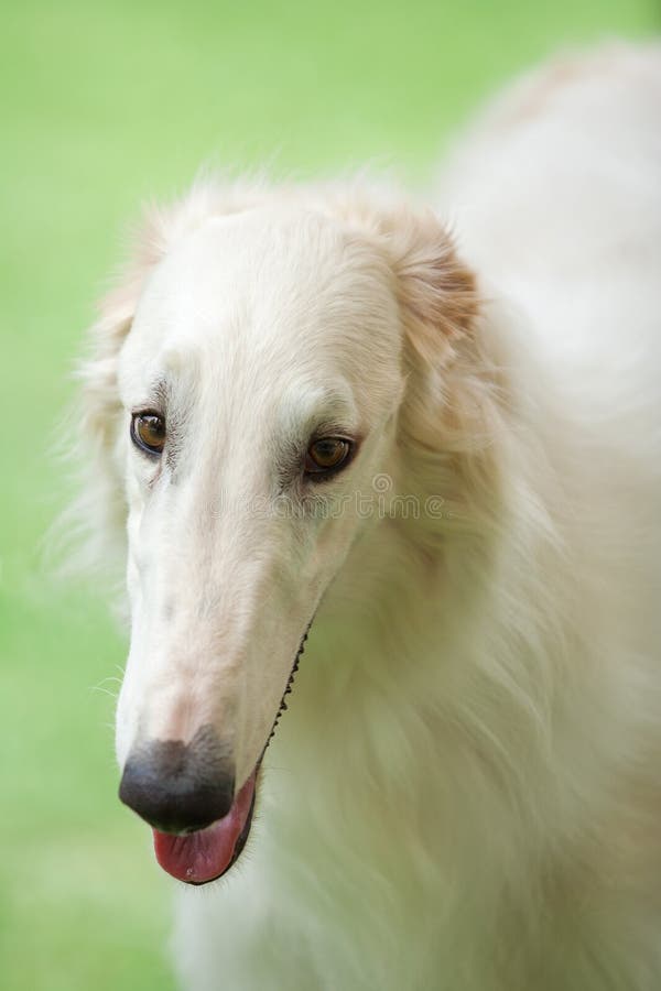 Grijze Italiaanse windhond stock afbeelding. Image of honds - 14350009