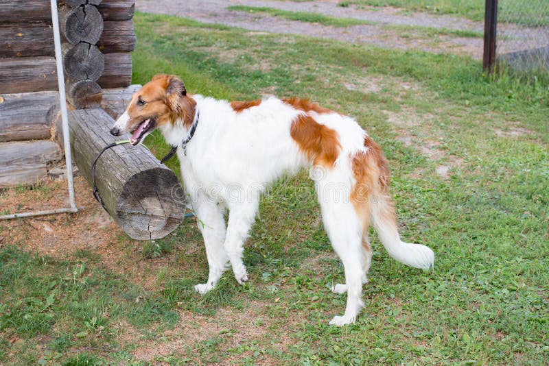 Windhondhond Van Witte Kleur En Zwarte Vlekken Stock Foto - Image of ...